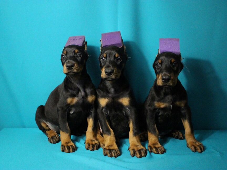 Такие как мы любим