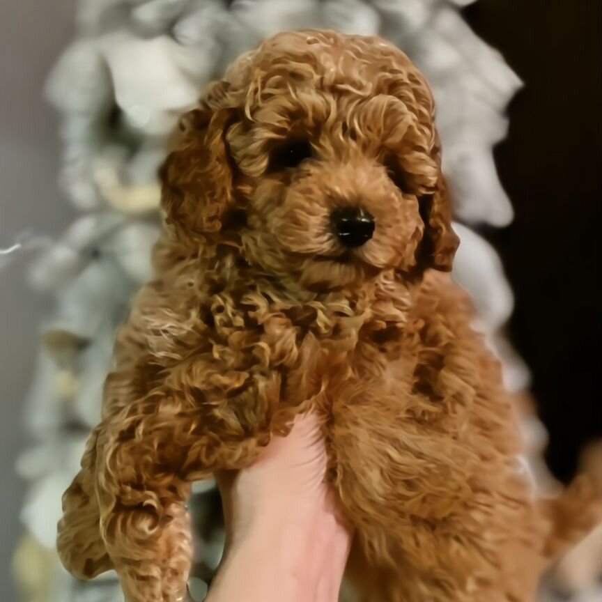 Той-пудель, щенок