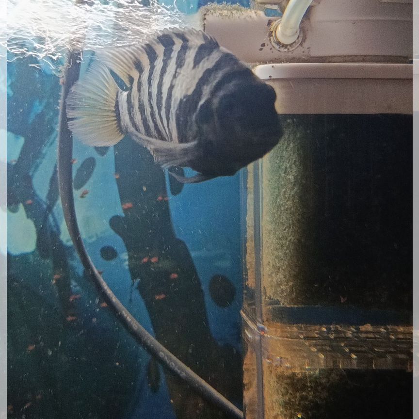 Цихлозома чернополосая