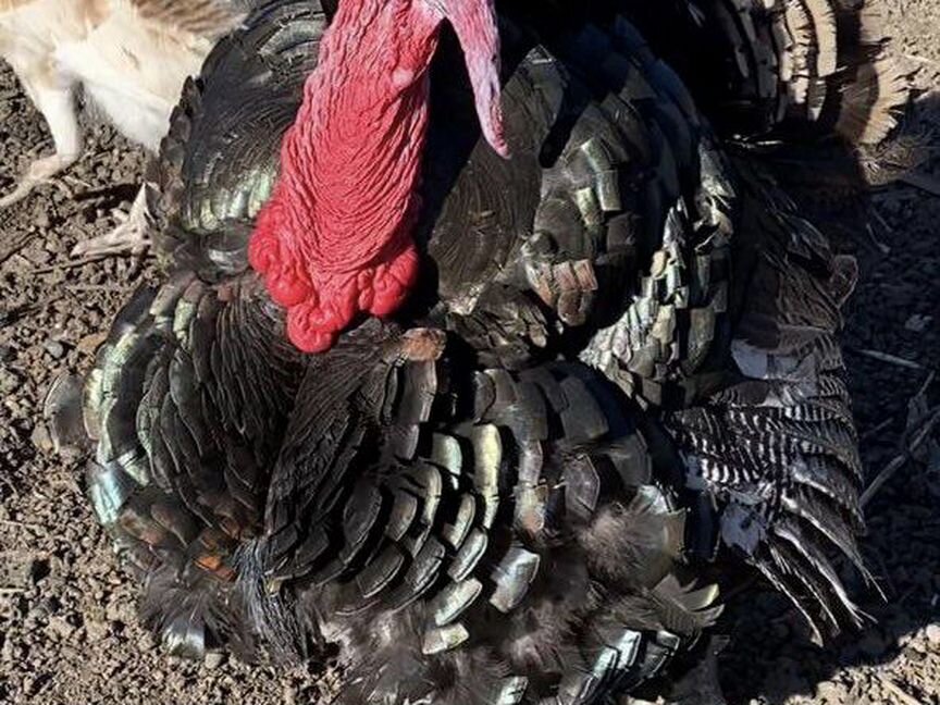 Индюшата 1месяц бронзовая широкогрудая