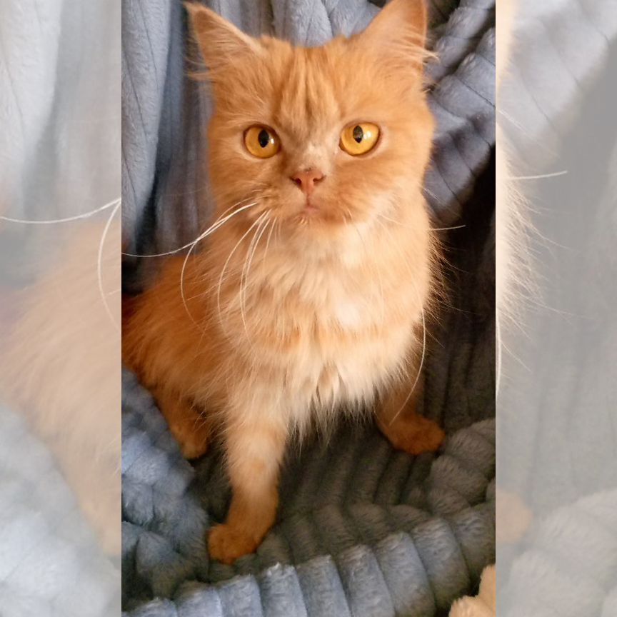 Взрослая, кошка в добрые руки