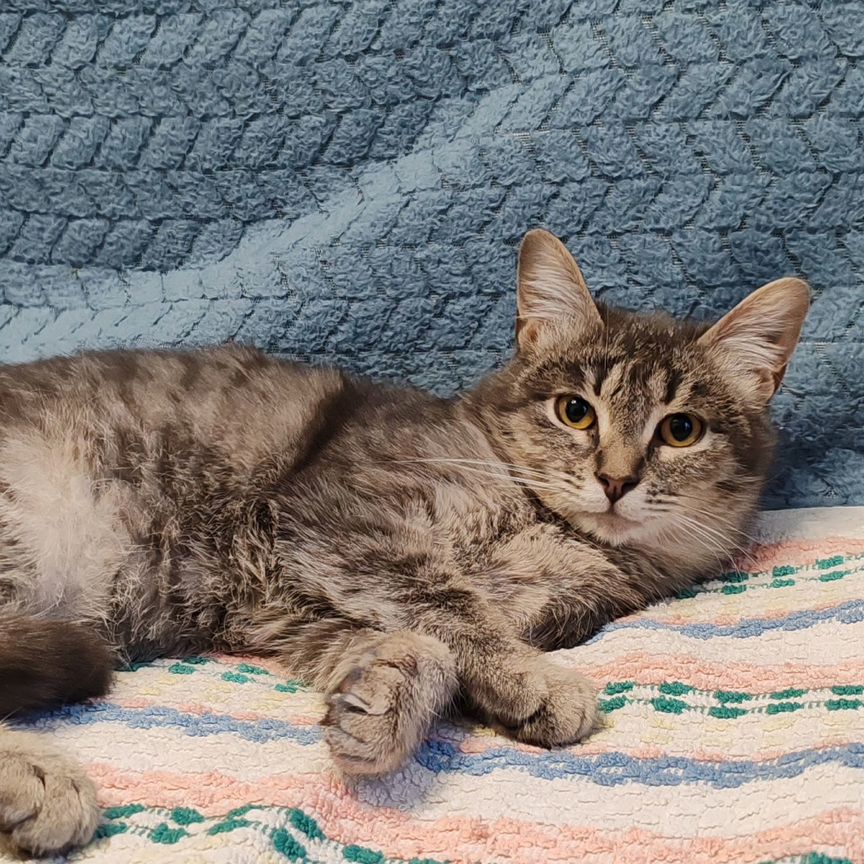Кот
