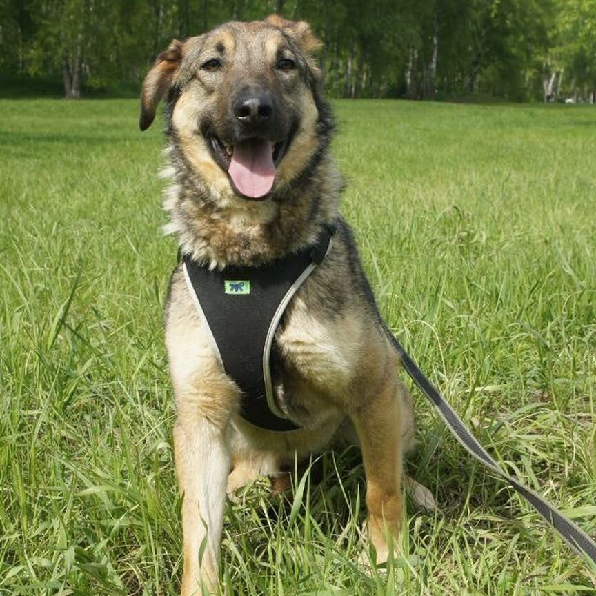 Пес-добряк в добрые руки