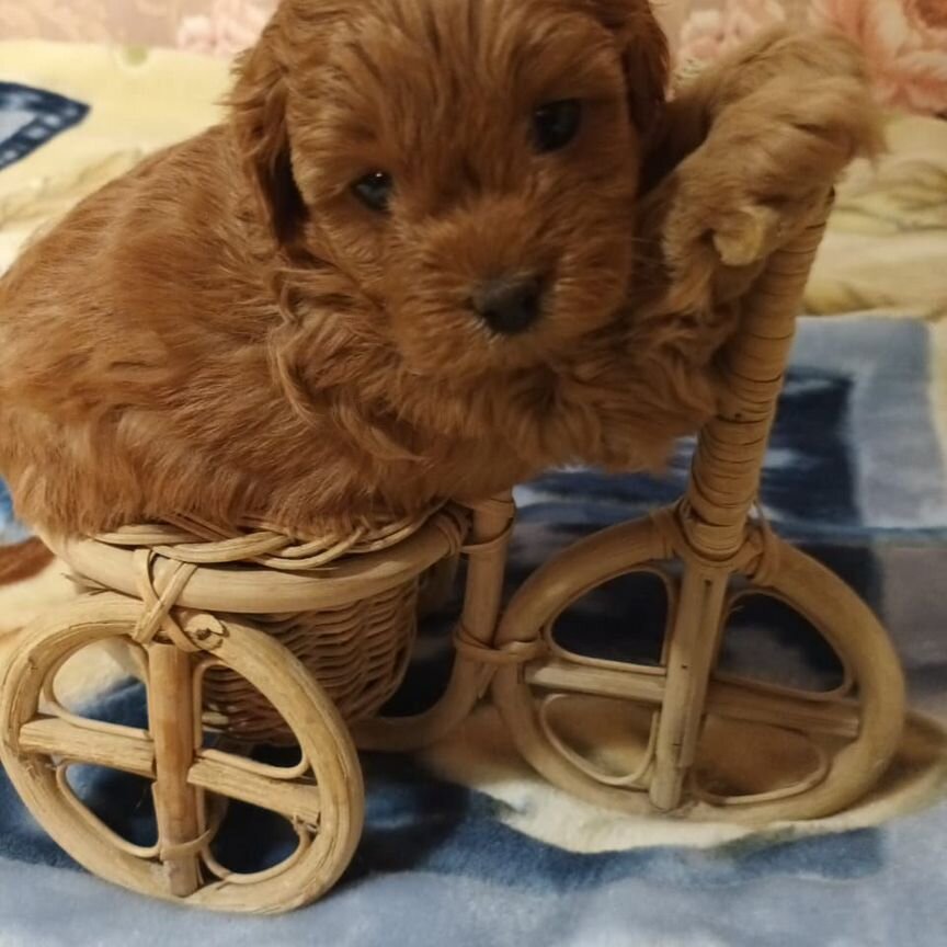 Щенки мальтипу