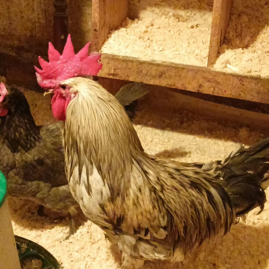 Петух молодой домашний