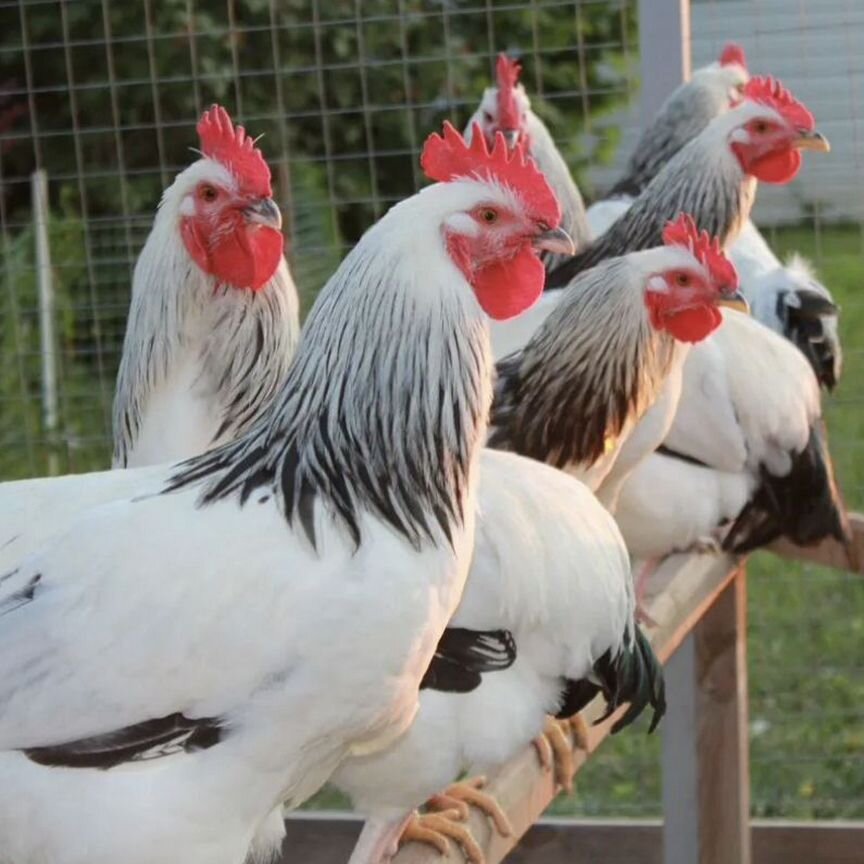 Курочки несушки молодки