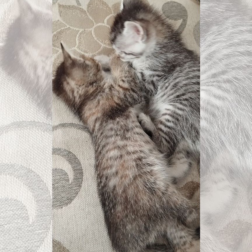 Котята в добрые руки бесплатно