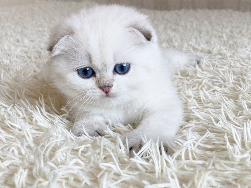 Ласковая вислоухая девочка