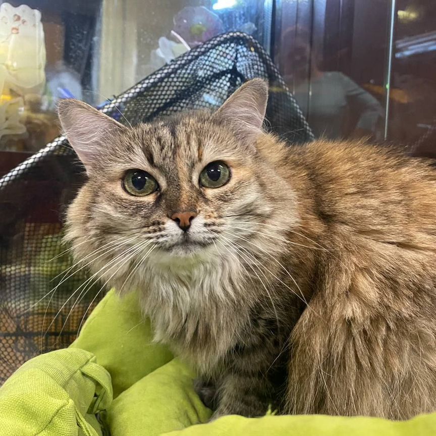 Такая красавица, неужели не нужна