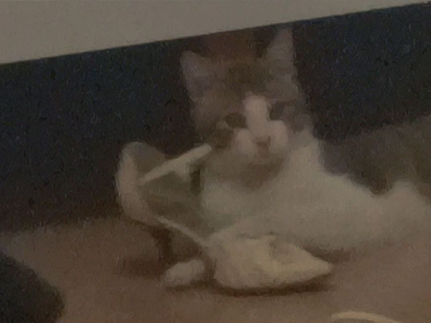 Кот в добрые руки (кастрирован)