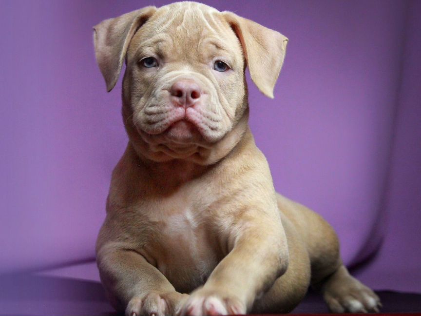 Американский булли