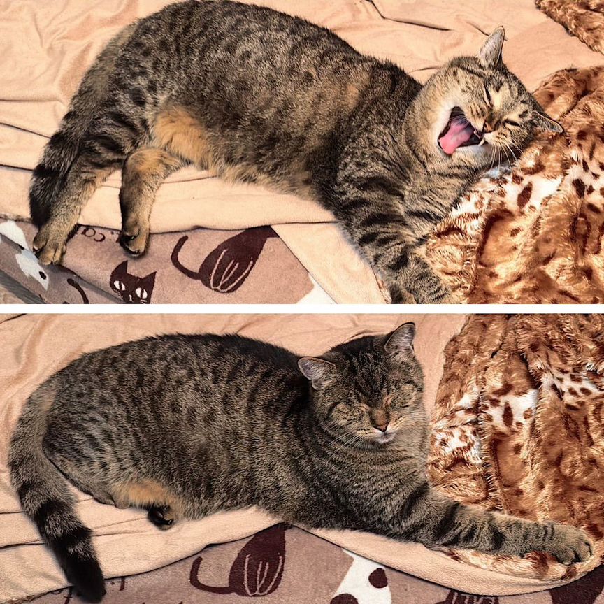 Европейский короткошёрстный кот, взрослый