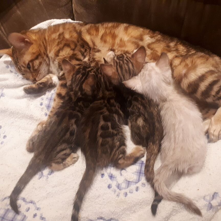 Бенгальские котята