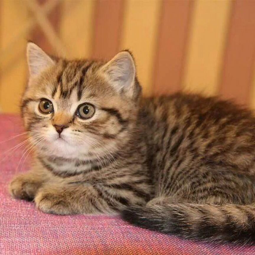 Британские котята