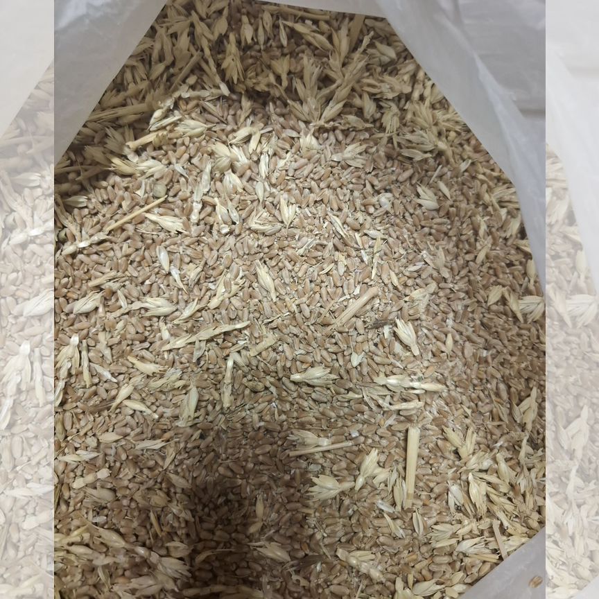 Пшеница фуражная оптом