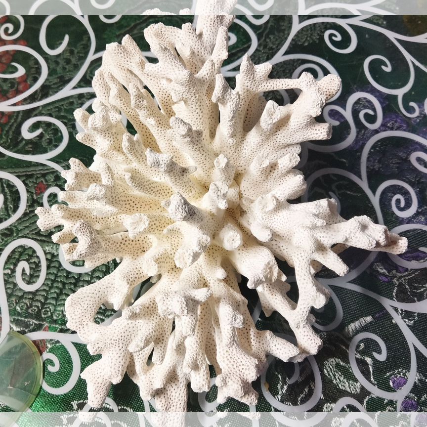 Натуральный коралл