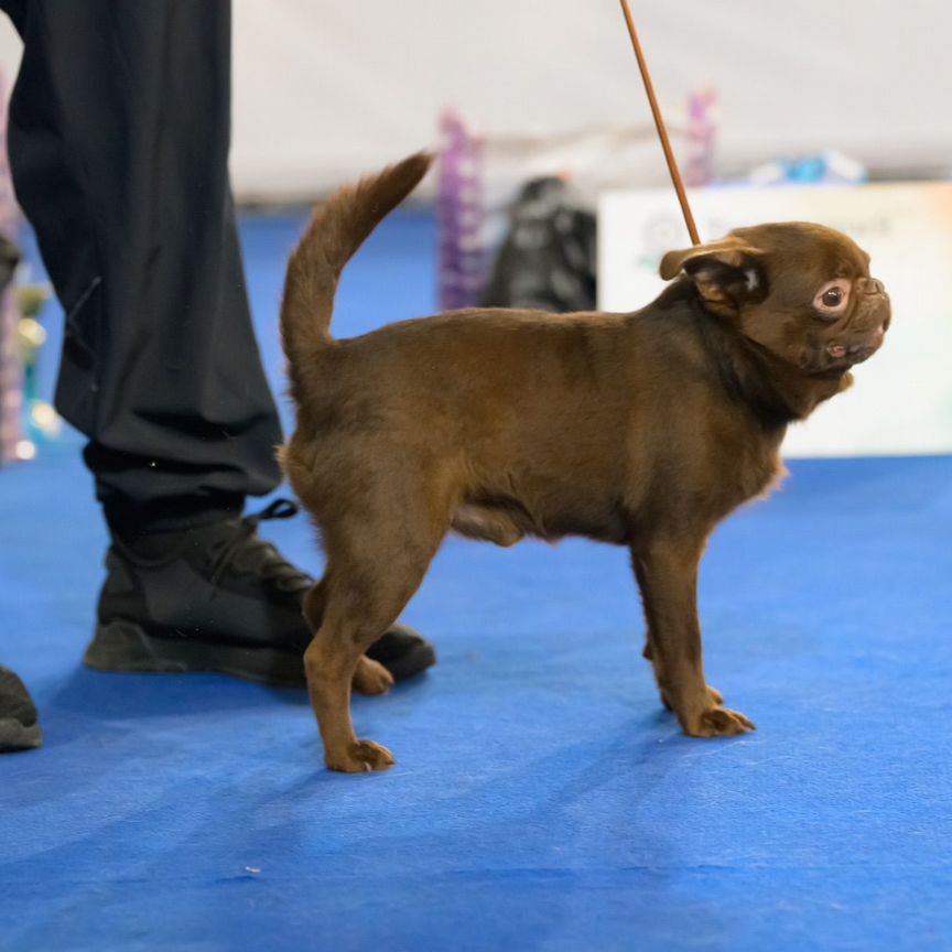 Пти-брабансон, взрослый пёс