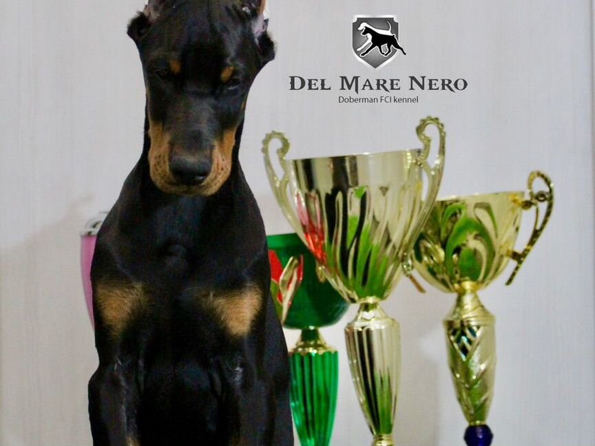 Щенки добермана из питомника РКФ