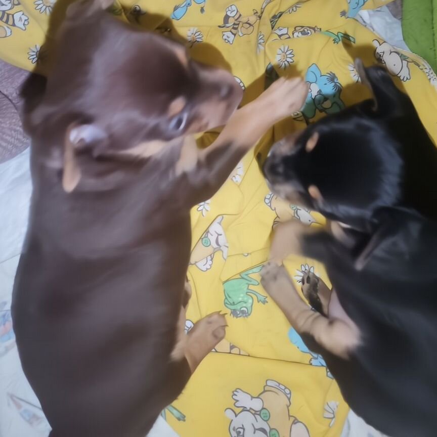 Русский той-терьер, щенок