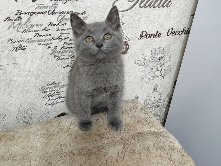 Котёнок, мальчик, бесплатно