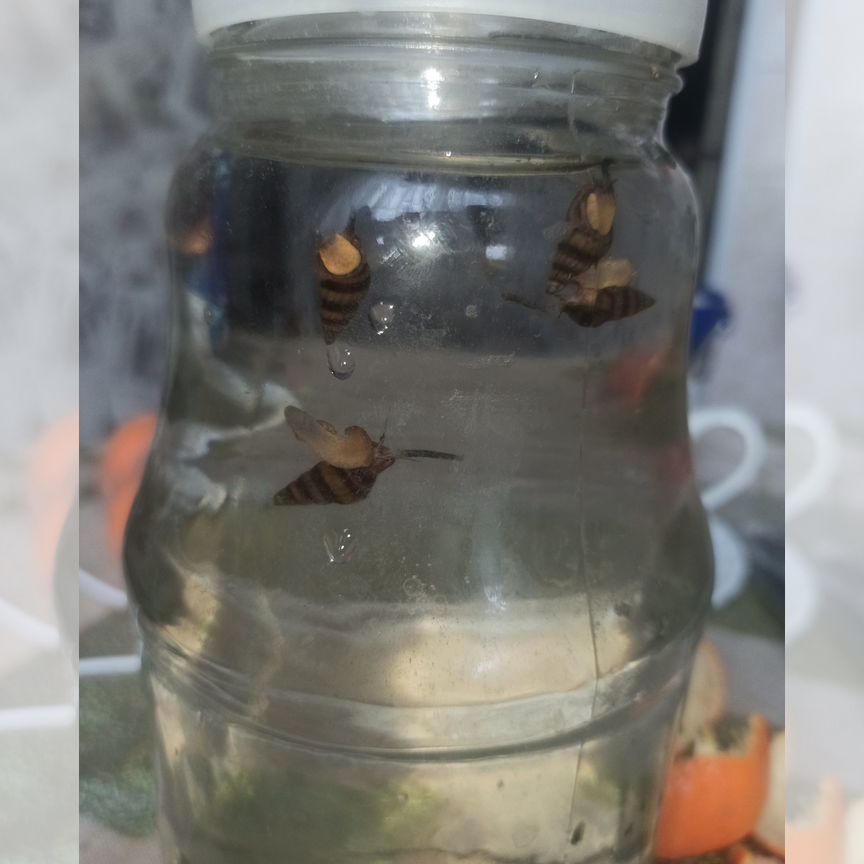 Отдам улиток Хелена, хищники