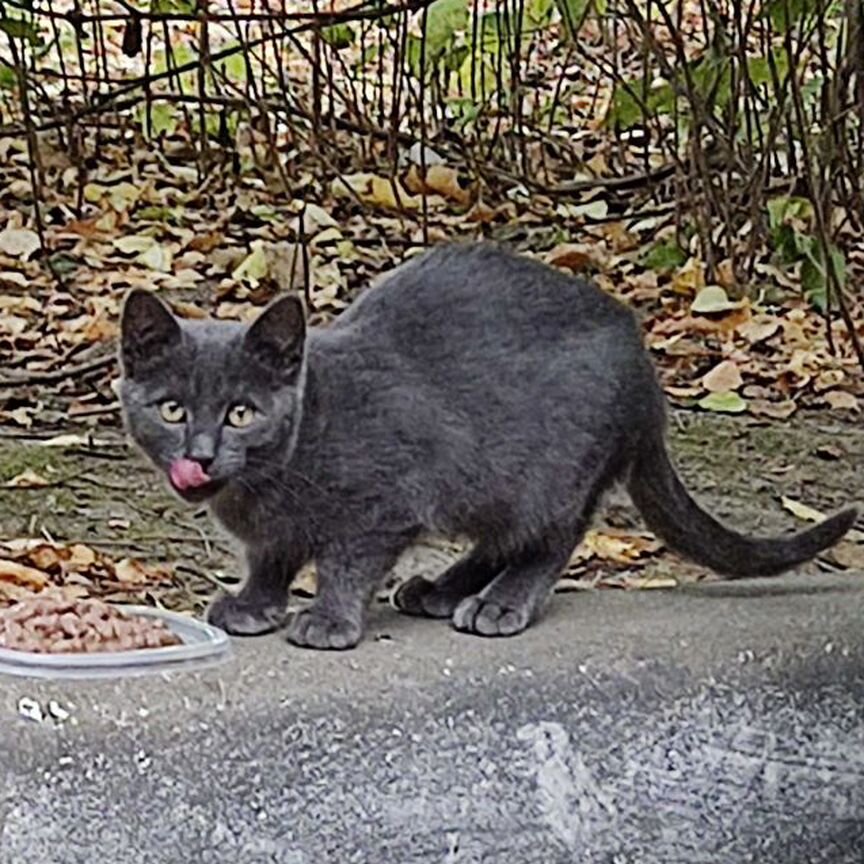 Котенок в добрые руки