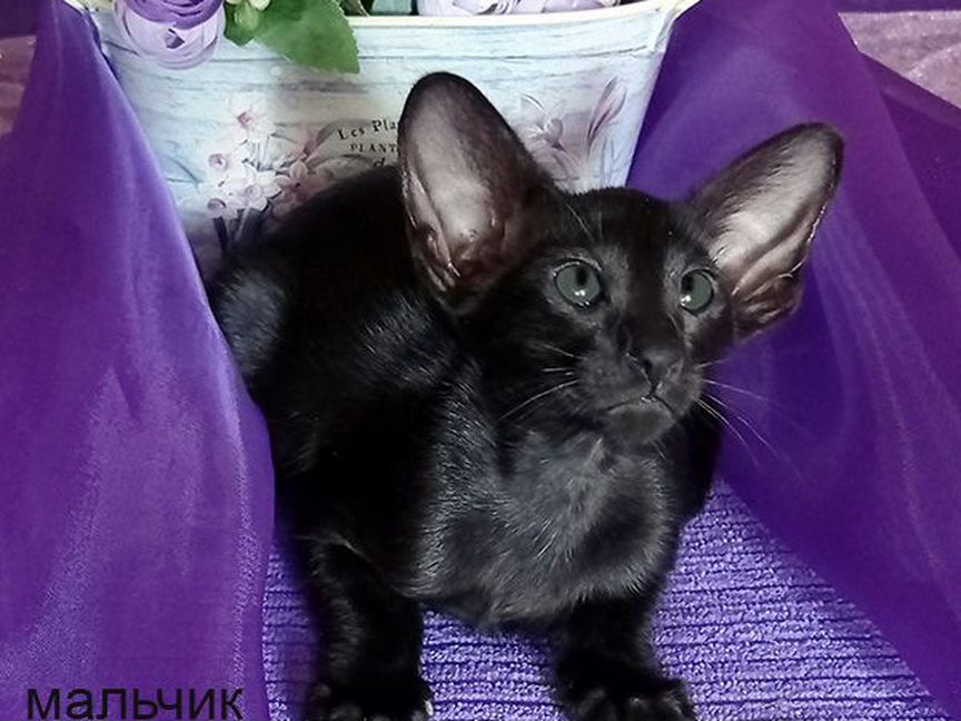Ориентальные котята 2 месяца