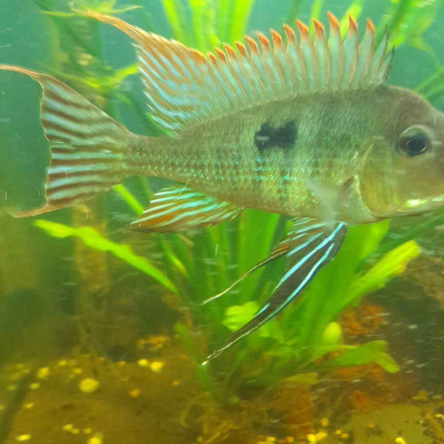 Продам подростков красноголовых геофагусов