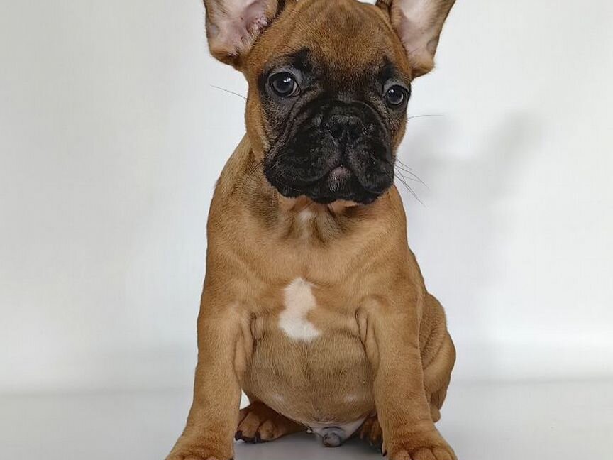 Настоящий бульдог