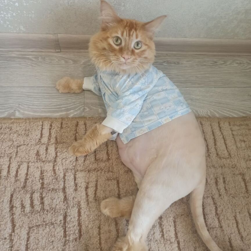 Мейн-кун, взрослая кошка