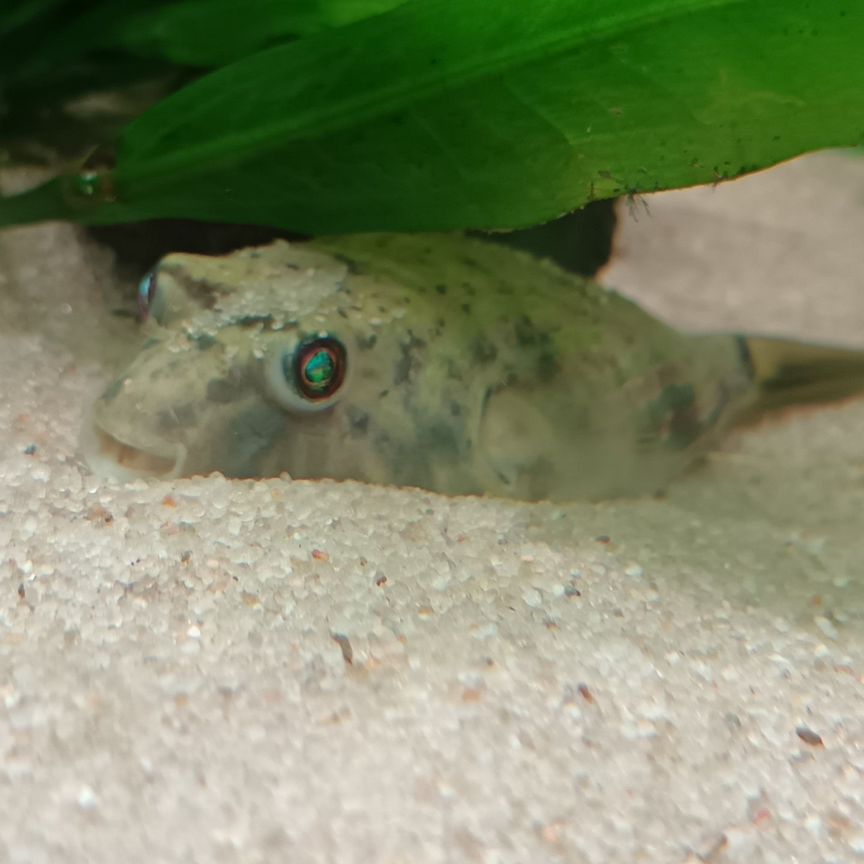 Тетраодон фахака