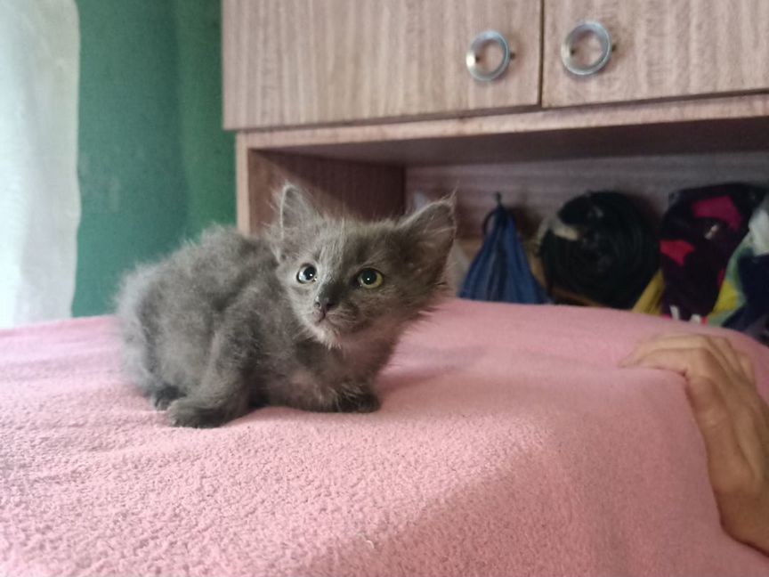 Котенок прелесть