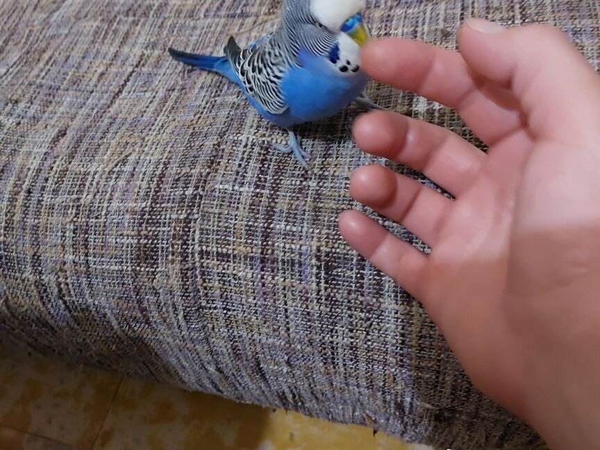 Улетел 11.09 на любимый попугайчик Кени