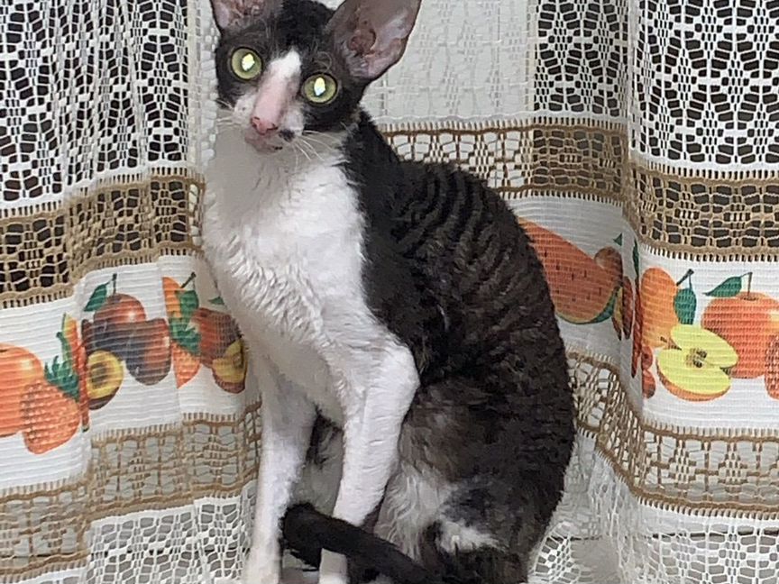 Кошка корниш рекс