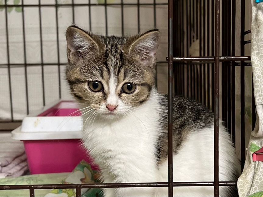 Котёнок Бусинка ищет свою семью