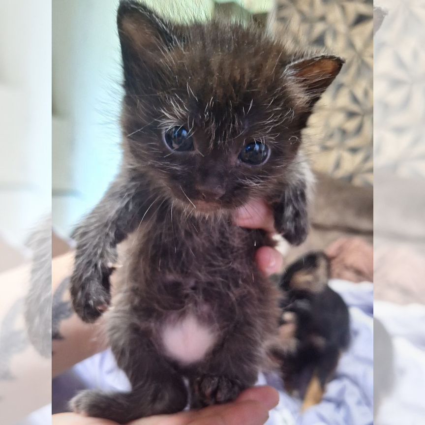 Котёнок в добрые руки