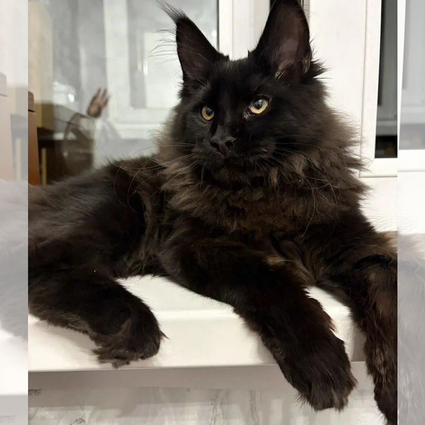 Мейн-кун котёнок