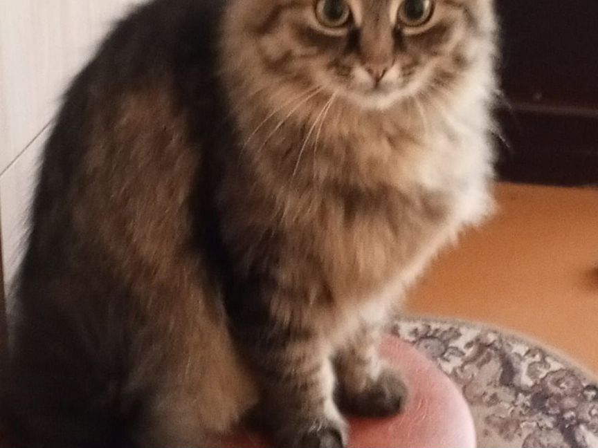 Кошка и кот