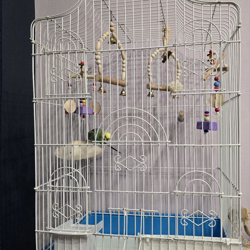 Волнистый попугай