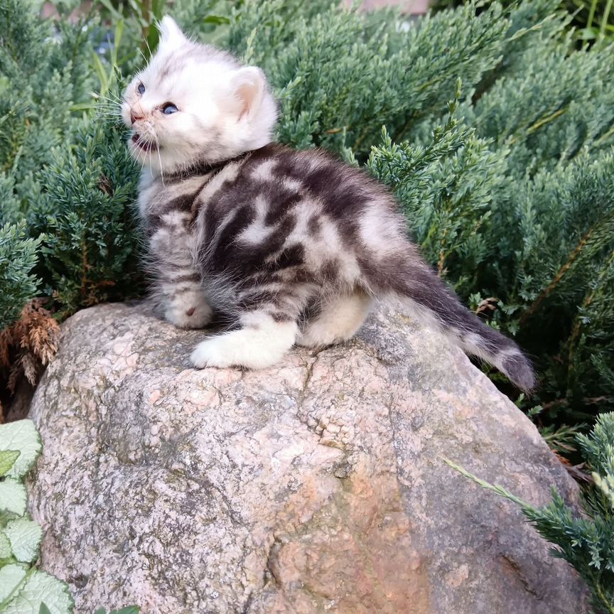 Британский короткошёрстный котёнок
