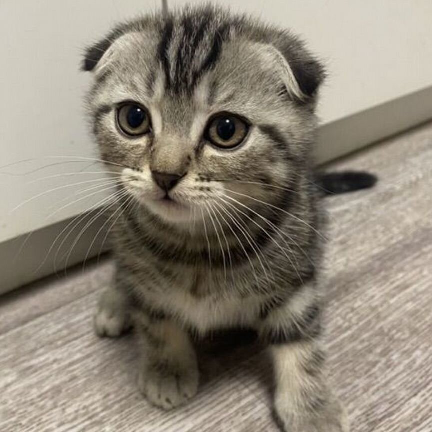 Шотландская