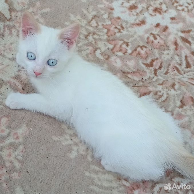 Белый Тайский котик ред-пойнт )