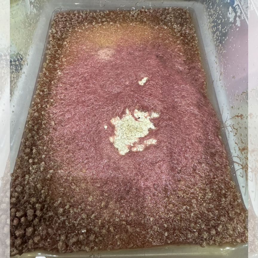 Живой корм трубочник червь изя