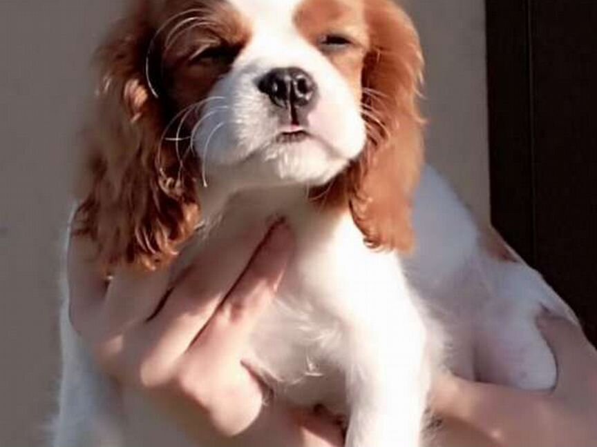 Кавалер кинг чарльз спаниель девочка