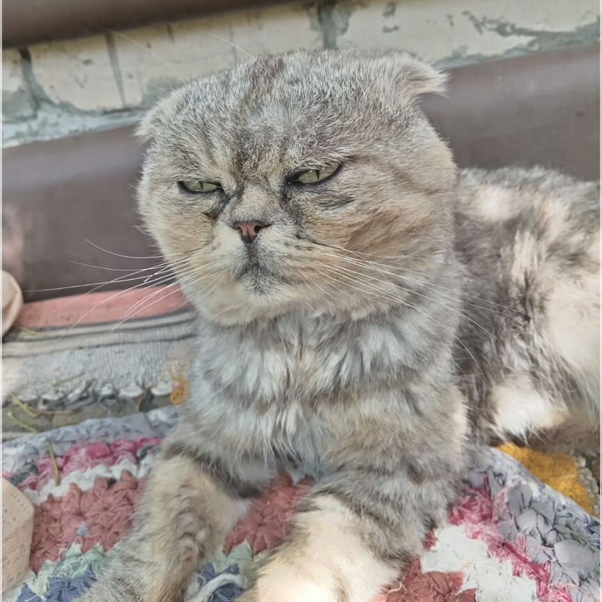 Кот ищет дом