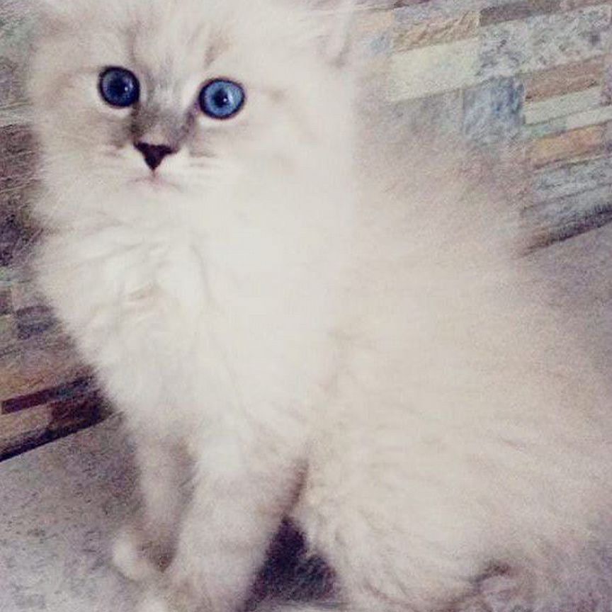Котята