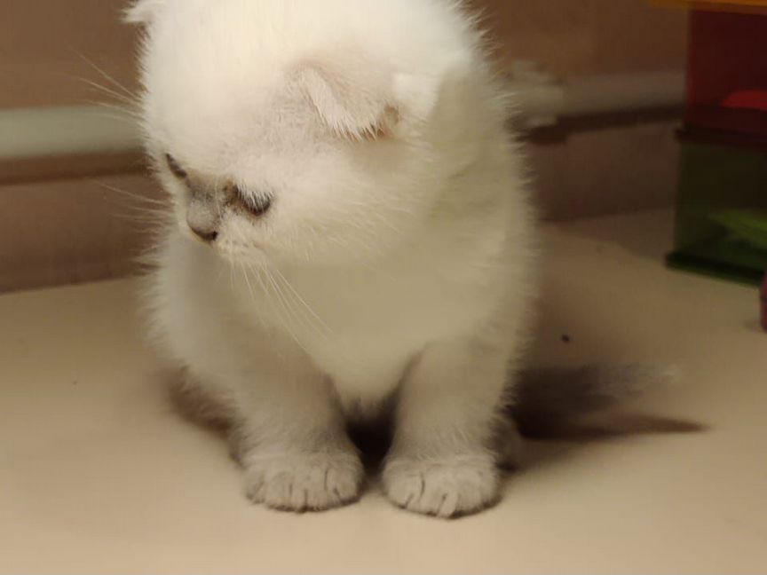 Кот шотландец