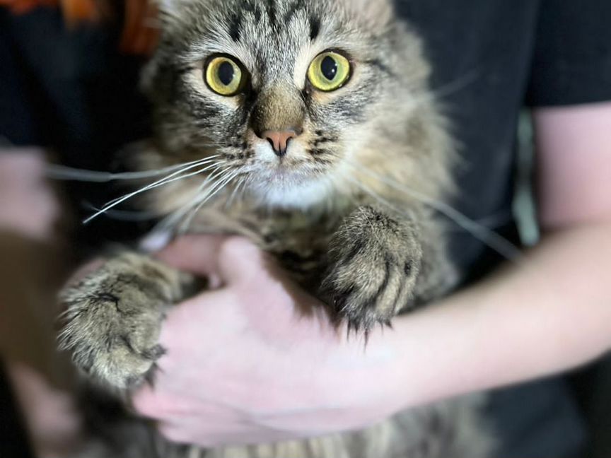 Кот