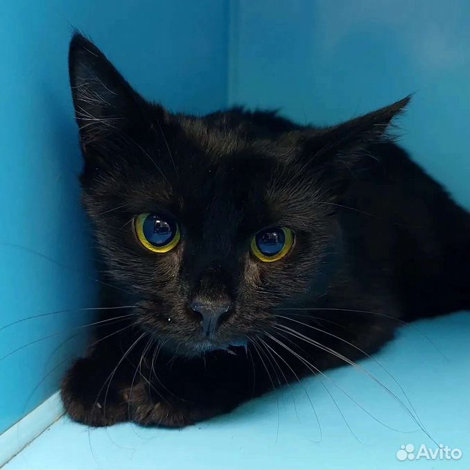 Черная красавица Кукла ищет дом