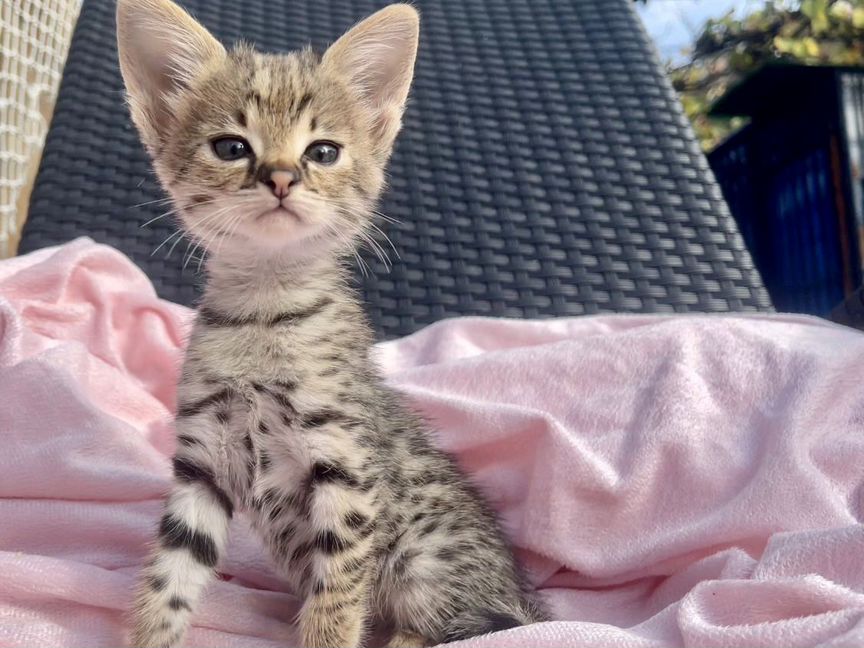 Саванна ф1 мальчик